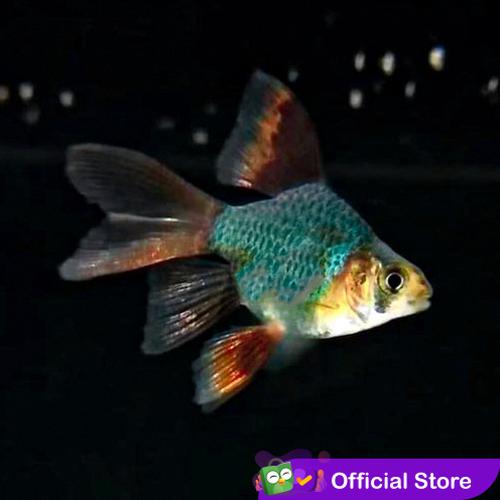 Jual Sumatra Hijau Slayer / Green Tiger Barb Slayer / Ikan Hias ...