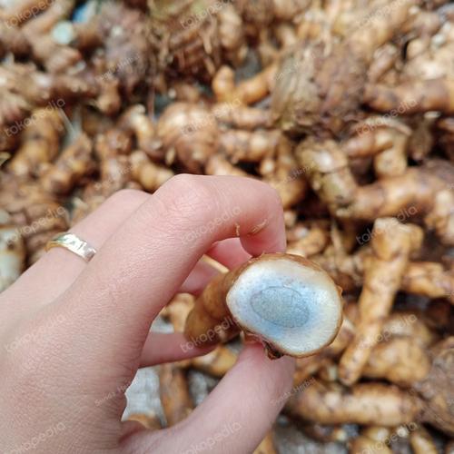 Jual Temu hitam segar 100gram/ temu ireng segar / dari kebun sendiri ...