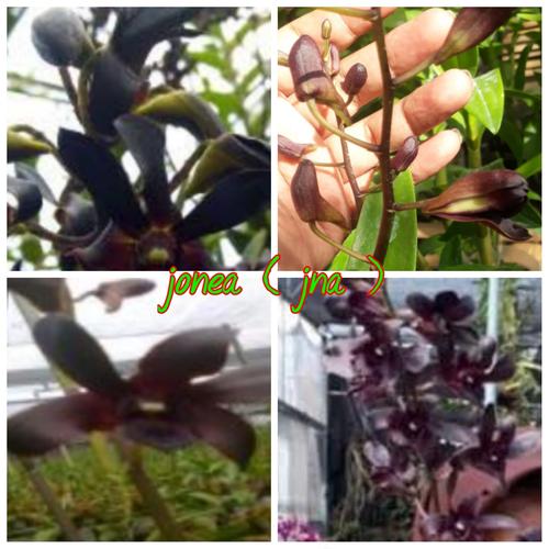 Jual Anggrek dendro hitam dark purple jna - Kab. Kediri - dara garden ...