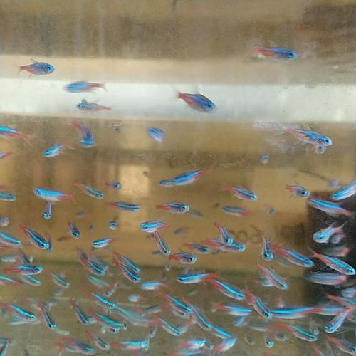 Jual ikan Neon Tetra - Kab. Bantul - Aquascape_yogya | Tokopedia