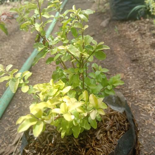 Jual tanaman hias pohon pangkas kuning -tanaman ledistrum(sudah siap ...