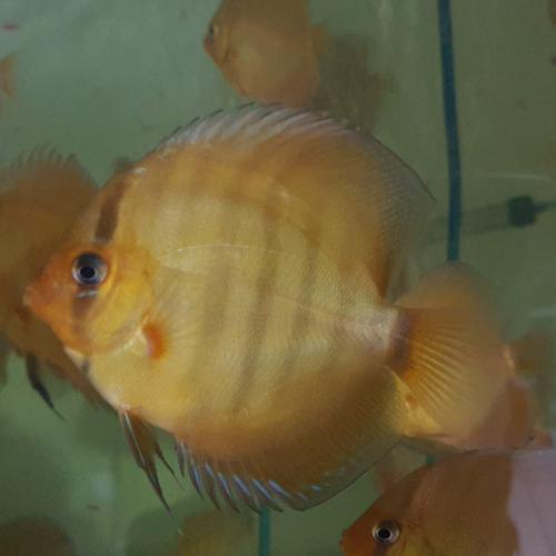 Jual discus alenquer 3 inchi - Kota Semarang - hobbyku168 | Tokopedia