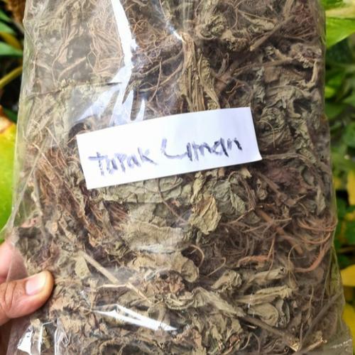 Jual Jamu daun tapak liman kering herbal 500gr / Daun tapak liman ...