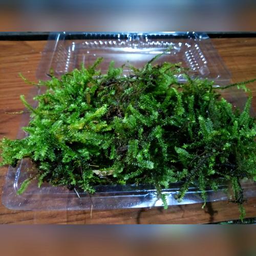 Jual Moss Gorontalo - Moss Paludarium Vivarium Terrarium - Jakarta ...