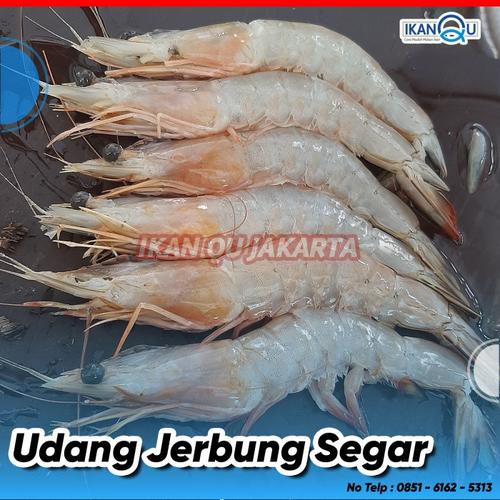 Jual PROMO!! Udang Jerbung Segar 500gr - Udang Fresh - Udang Harian ...