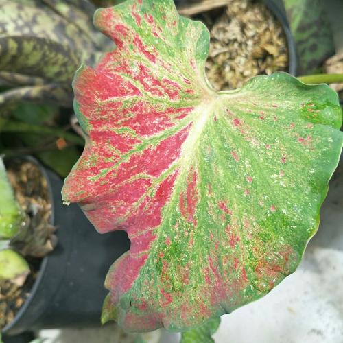 Promo Caladium Rainbow | Tanaman Hias Keladi - Anakan - Kota Depok ...