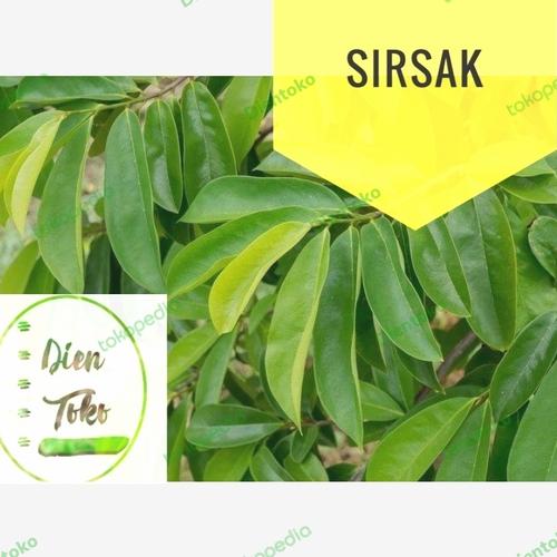 Jual Daun Sirsak / Sirsat segar daun ajaib obat herbal - Kota Depok - d ...