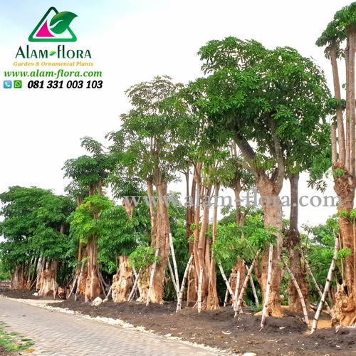 Jual Pohon Pule atau Pulai Fosil untuk Taman - Kota Surabaya - alam ...