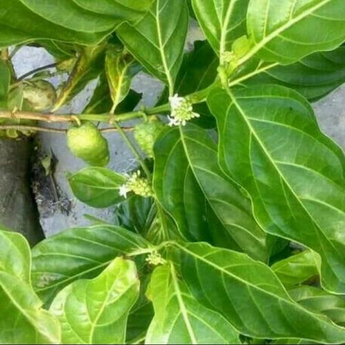 Jual daun herbal mengkudu segar,daun Pace/morinda citrofolia segar ...