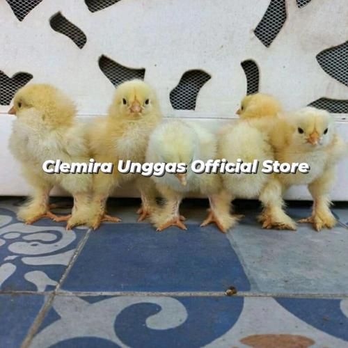 Jual Anakan Ayam Brahma - Pitik Brahma - Ayam Brahma - Ayam Hias - Kota ...