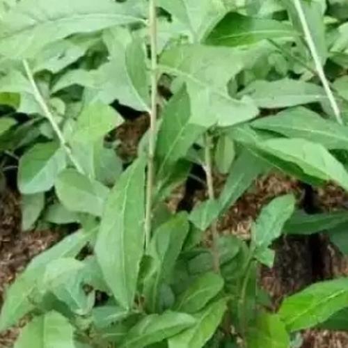 Jual 0tanaman hias lee kwan yew / li kwan yu / le kwan yu tanaman ...