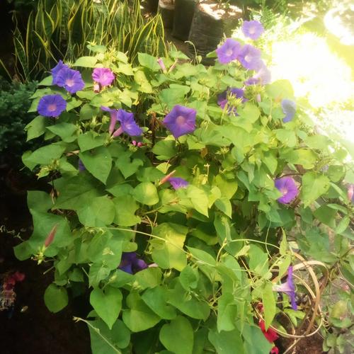 Jual tanaman rambat morning glory pohon - Kota Tangerang Selatan - jaya ...