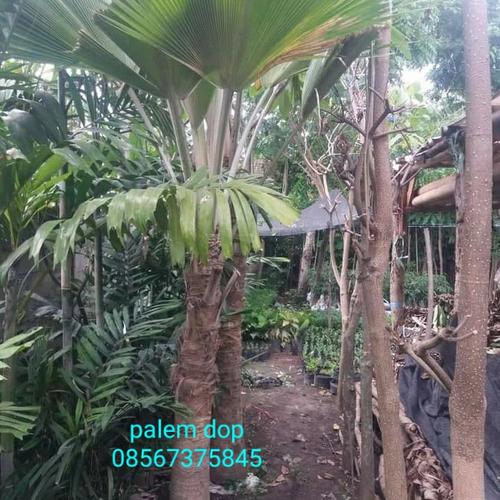 Jual pohon palem dop - Kab. Bogor - nursery pohon | Tokopedia