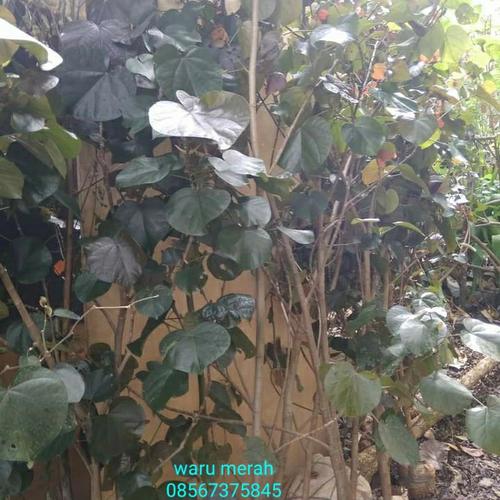 Jual pohon waru merah - Kab. Bogor - nursery pohon | Tokopedia