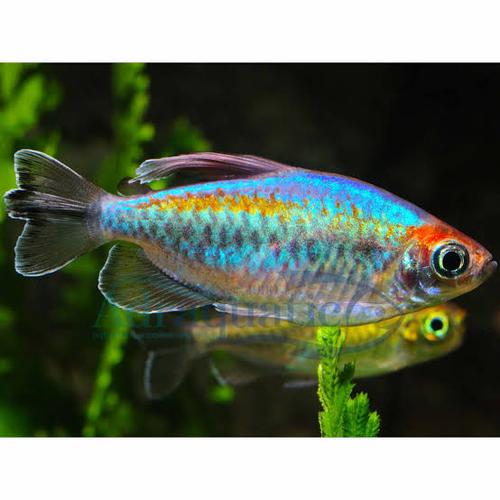 Jual ikan congo tetra - Kota Depok - cichild fish tetra | Tokopedia