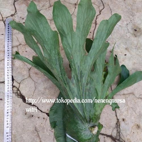 Jual platycerium Wandae simbar papua - 15cm - 22cm - Kab. Ponorogo ...