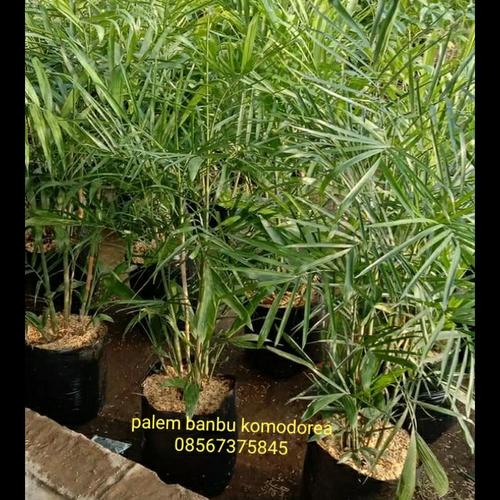 Jual palem bambu komodorea - Kab. Bogor - nursery pohon | Tokopedia