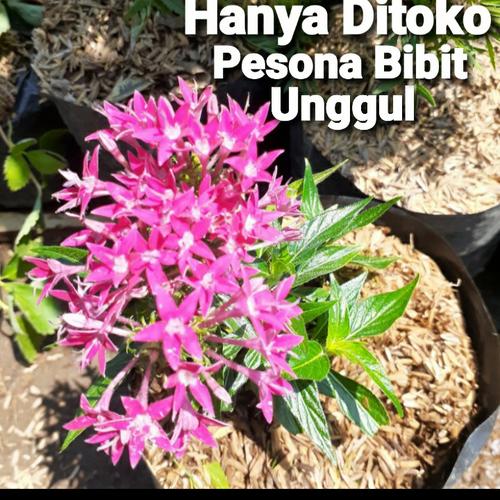 Jual TANAMAN HIAS BUNGA PENTAS RAJIN BERBUNGA/ TANAMAN HIDUP BUNGA ...