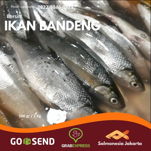 Jual Ikan Bandeng Jumbo 1 kg / ikan bandeng besar - Jakarta Utara ...