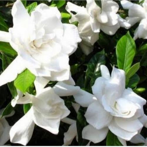 Jual pohon gardenia / cempiring tanaman-hidup Bunga hidup Gardenia ...