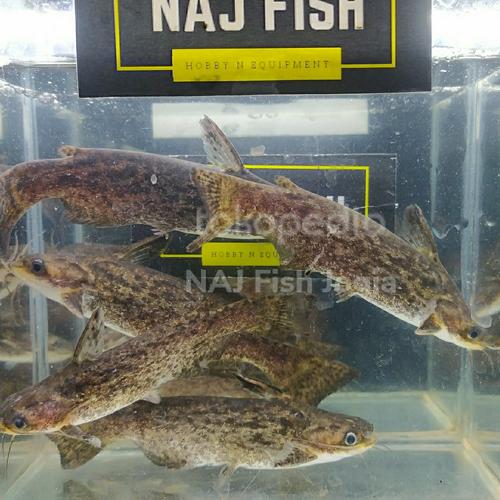 Jual Ikan Columbia Catfish Tankmate Penghias Aquarium Aquascape ...