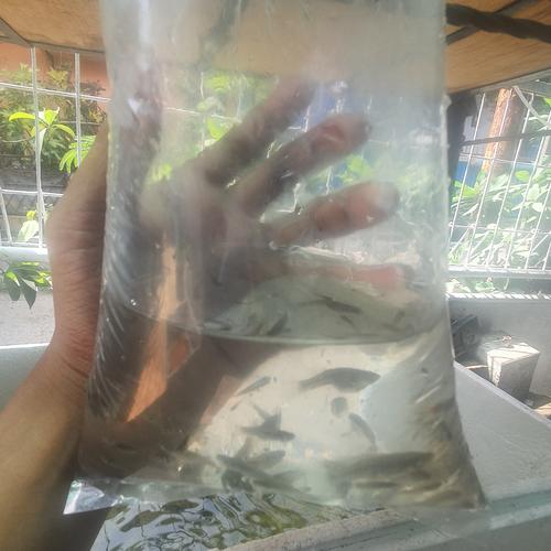 Jual ikan cere atau impun untuk pakan hidup ikan aquarium dan aquascape ...
