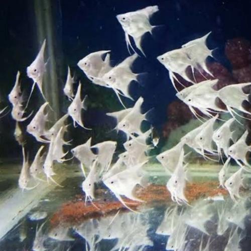 Jual ikan manfish platinum slayer - Jakarta Timur - mezzaluna11 | Tokopedia