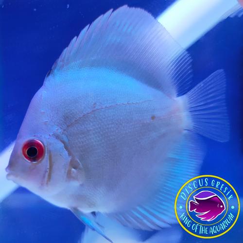 Jual Ikan Discus Size 2 inch - Pigeon Snake - Kab. Gresik - Discus ...