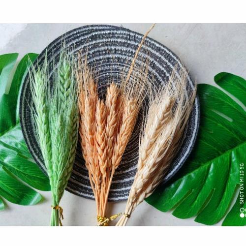 Jual BUNGA GANDUM BUNGA HIASAN MAHAR BUNGA KERING - Kuning - Kab ...
