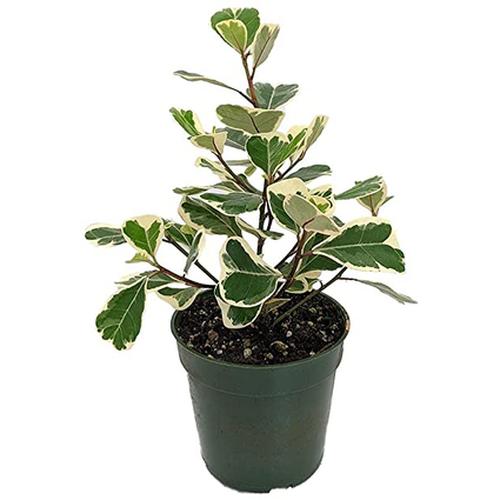 Jual TANAMAN FICUS TRIANGULARIS - Kota Batu - mitrafloranusantara ...
