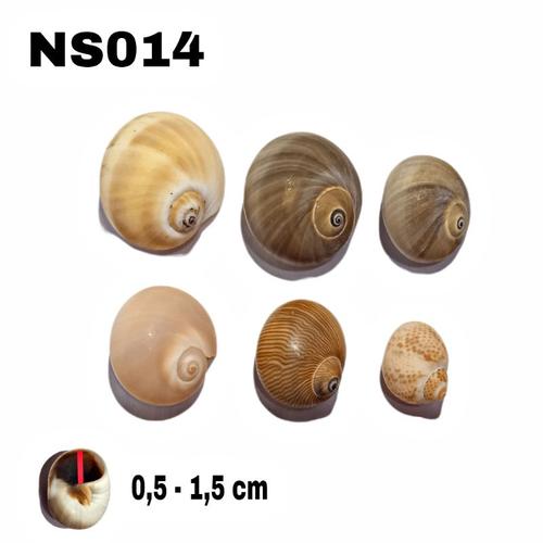 Jual NS014 cangkang shell rumah kelomang umang pompongan hermit crab ...