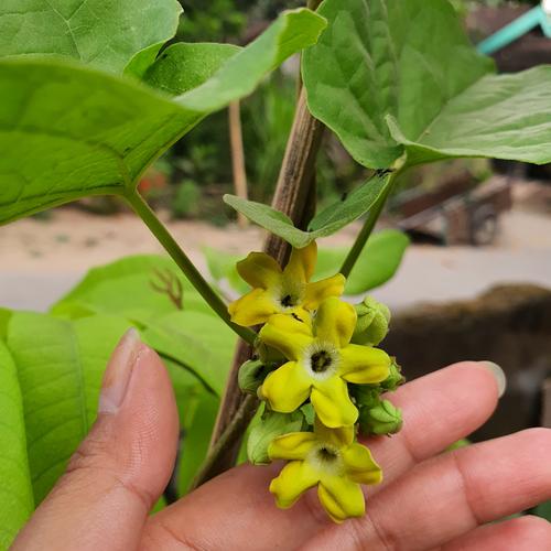 Jual Tongkeng Wangi / Telosma Cordata - Kab. Kediri - NestHoney | Tokopedia