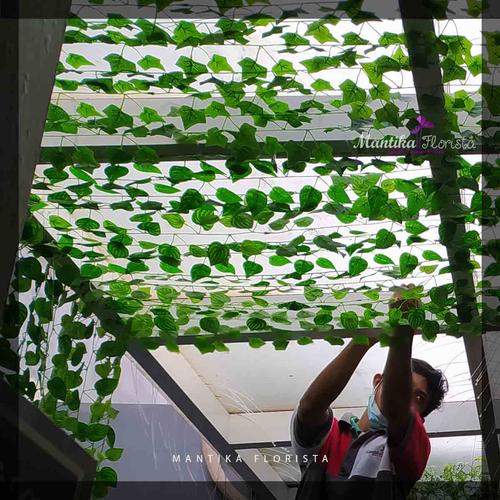 Jual Tanaman Rambat Sri Gading bahan latex daun besar tanaman ...