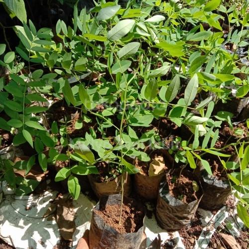 Promo Bibit tanaman pohon indigofera - pakan ternak indigofera sp ...