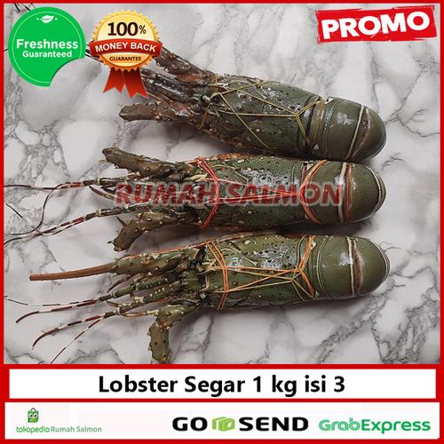Jual Lobster Laut Fresh Segar Besar 1 kg isi 3 ekor/LOBSTER SEGAR FRESH ...