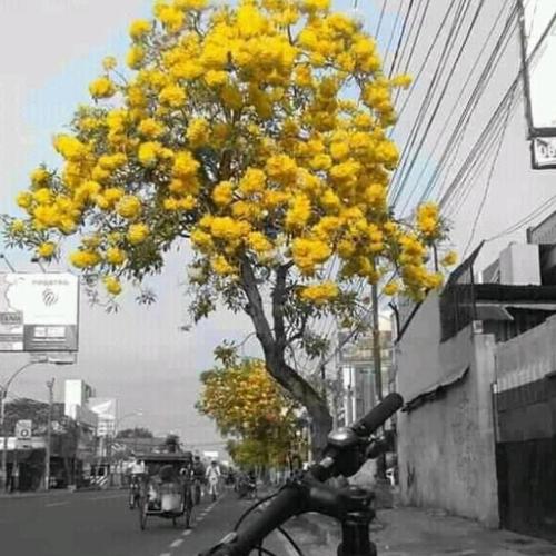 Jual Tanaman hias tabebuya bunga kuning tinggi Pohon 3-4 meter - Kota ...