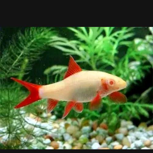 Jual ikan redfin albino shark / ikan hias redpin / ikan red pin putih ...