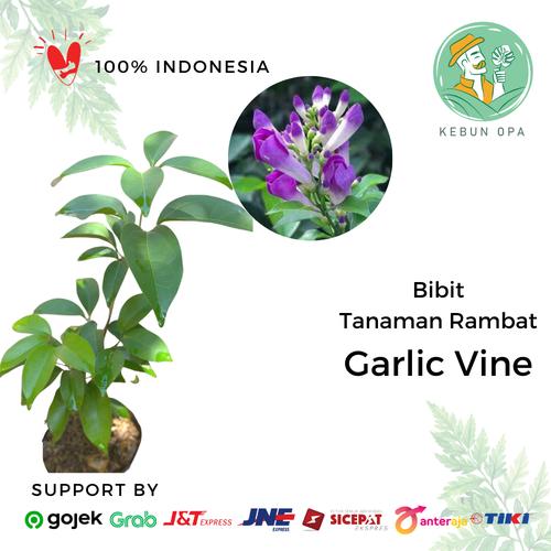 Jual Tanaman Rambat Hias Stefanot Bunga Garlic Vine Bunga Stepanot Ungu ...