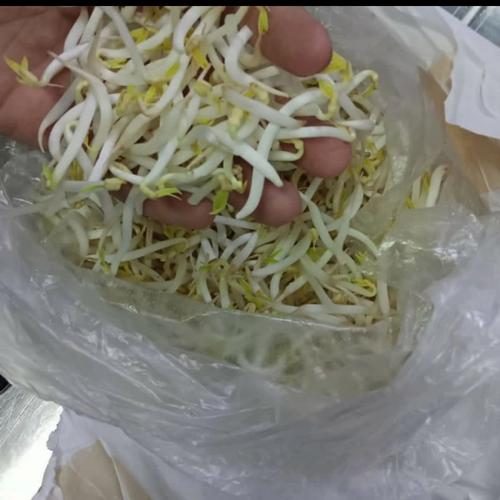 Jual Sayur Toge Tauge - 100 gram - Kota Depok - Doyan Daging Store ...