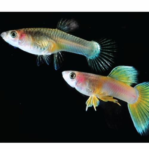 Jual guppy yellow pingu kualitas - betina - Kab. Bogor - guppy berlian ...