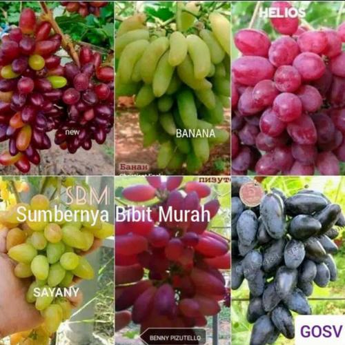 Jual PAKET HEMAT 6 JENIS ANGGUR HASIL GRAFTING - BIBIT ANGGUR - Kab ...