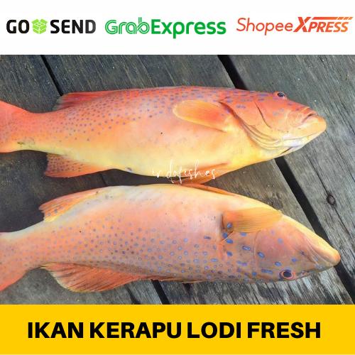 Jual Ikan Kerapu Lodi Fresh - Jakarta Utara - Indofishes - Pusat Ikan ...