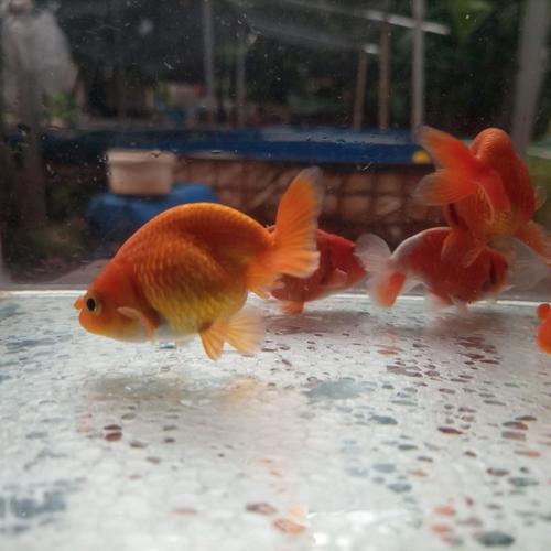 Jual ikan mas koki ranchu - Kota Bekasi - HADDIE FISH | Tokopedia