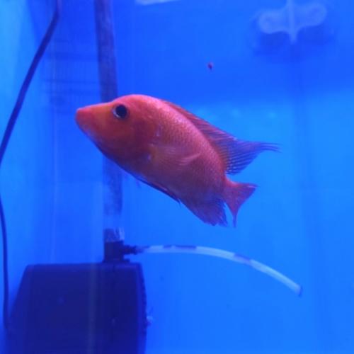 Jual IKAN HIAS RED DEVIL AMPHILOPHUS LABIATUS CICHLID TERMURAH ...