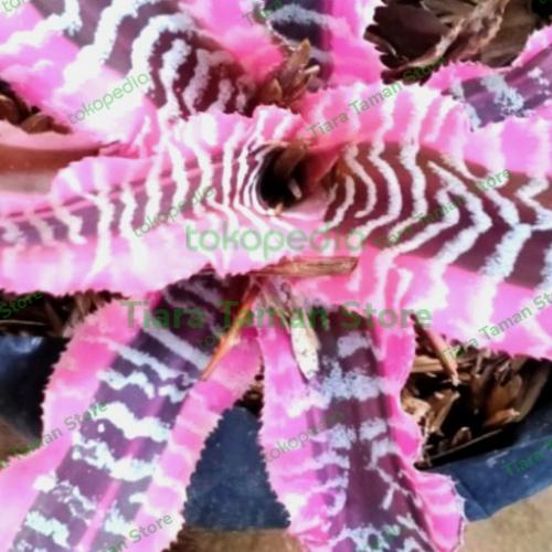 Jual tanaman hias bromelia cryptantus zebra ping/pohon bromelia zebra ...
