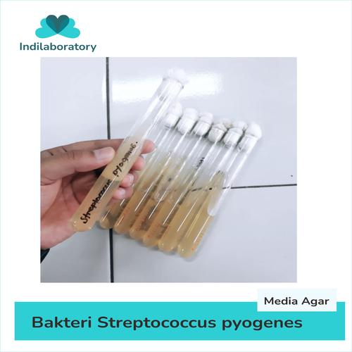 Jual Kultur | Isolat | Biakan murni Bakteri Streptococcus pyogenes ATCC ...