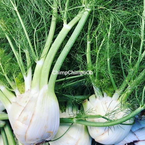 Jual FENNEL / PENEL / SAYUR ADAS SEGAR 500 GRAM / FENNEL FRESH 500 GRAM ...