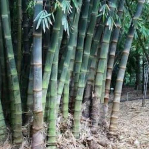 Jual Bibit Tanaman Bambu Petung/Betung - Bambu Raksasa /bambu rebung ...