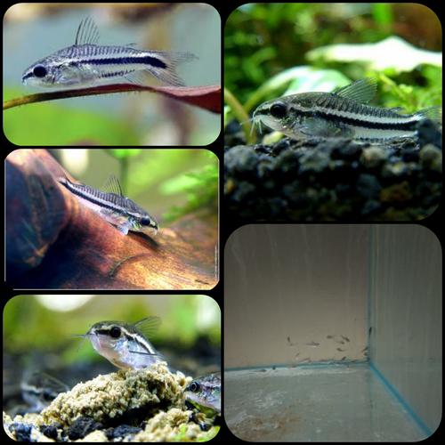 Jual ikan hias corydoras dwarf pygmy untuk aquarium dan aquascape ...