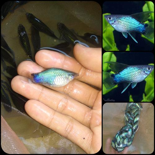 Jual ikan hias blue mickey mouse platy untuk aquarium dan aquascape ...